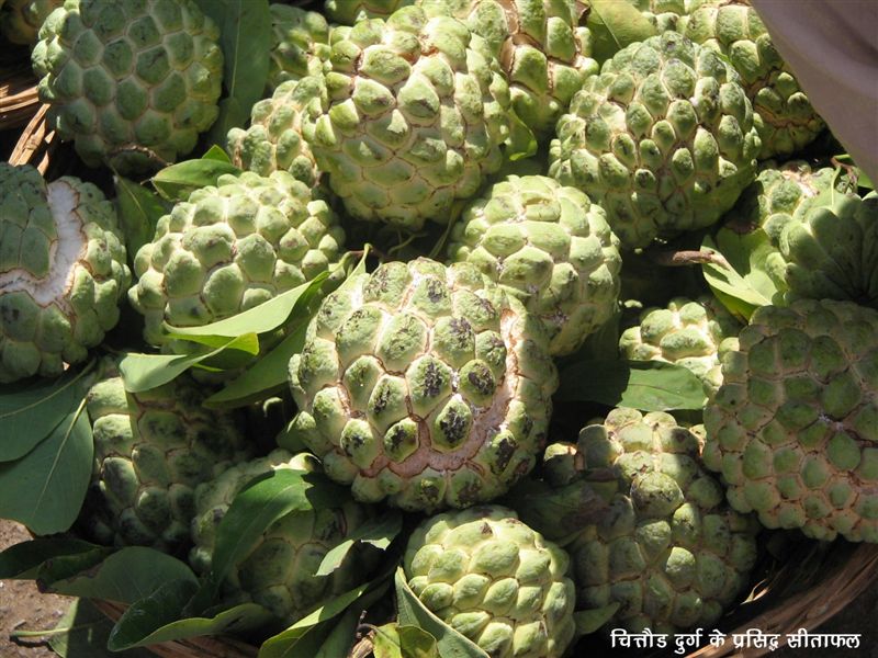 Sitafal from fort at Chittorgarh Fort