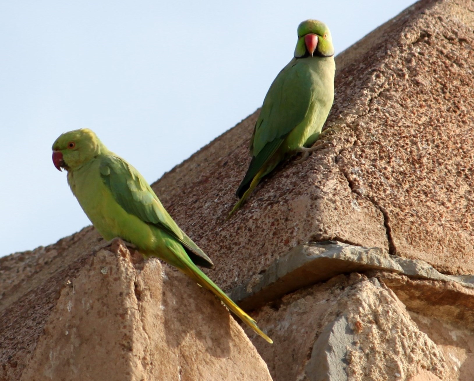 Parrots at Chittorgarh Fort